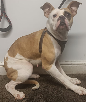 Animal Warden Services - Found Dogs