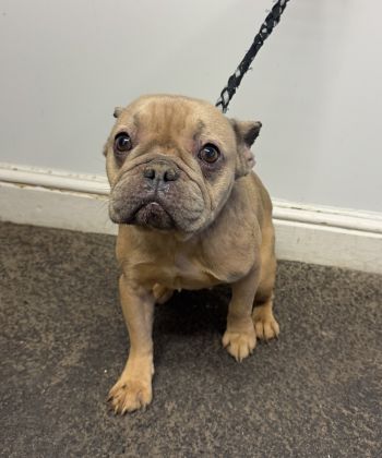 Animal Warden Services - Found Dogs