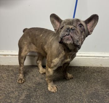 Animal Warden Services - Found Dogs